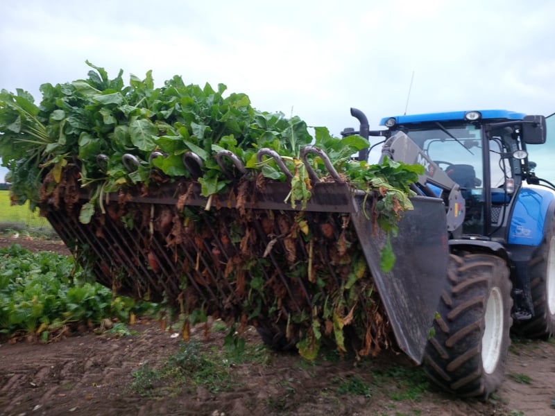 Beet Feeding Transition Made Easy