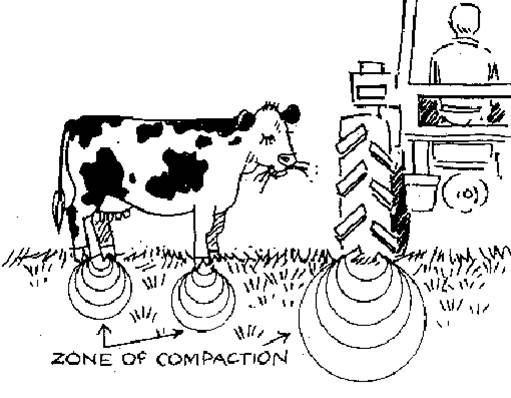 How to prevent & repair winter pugging damage in pastures